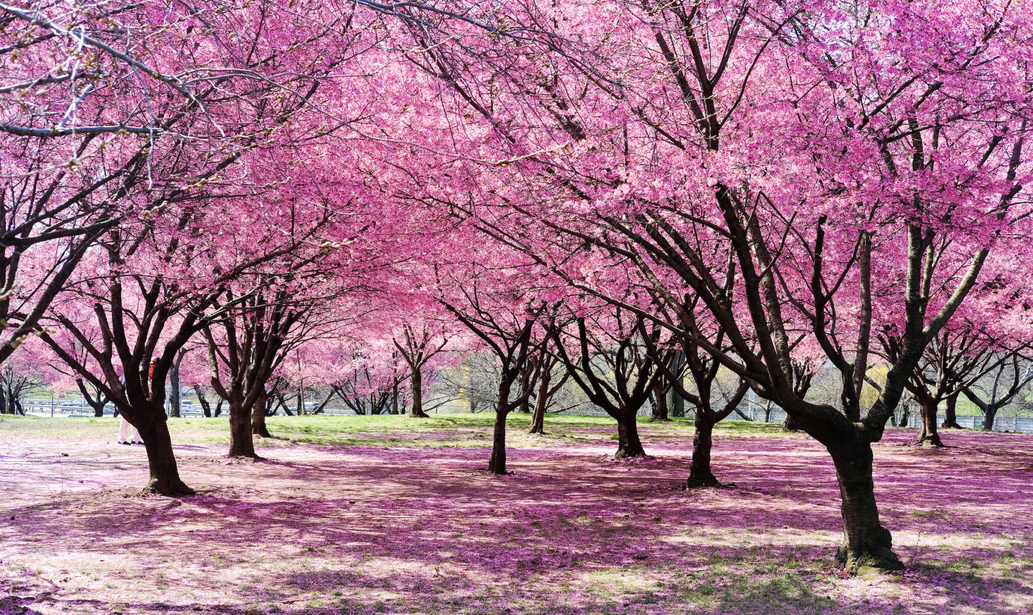 Seven Spots to See the Bloom in Queens - Queens Ledger