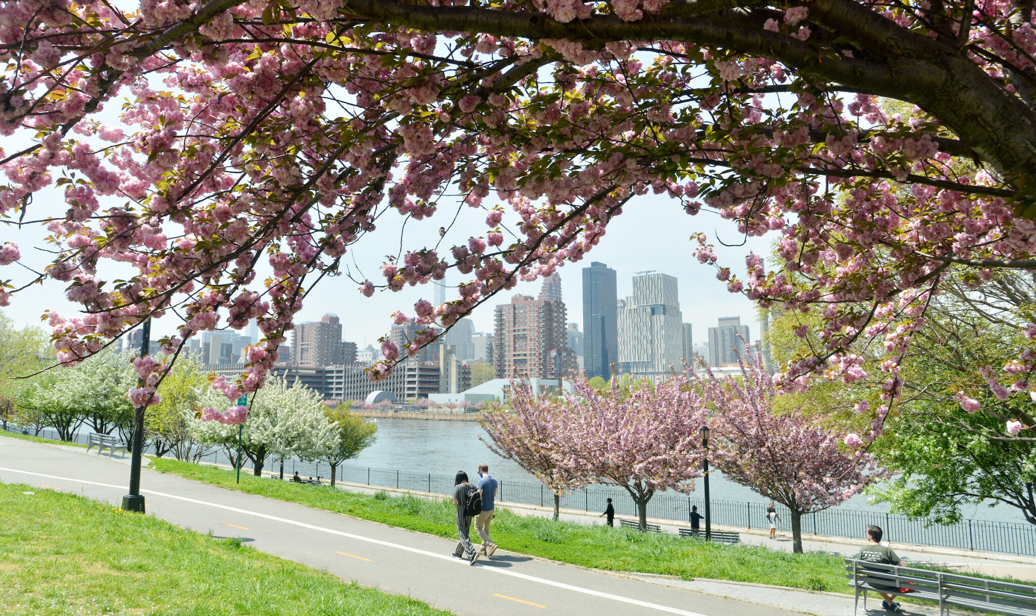 Seven Spots to See the Bloom in Queens - Queens Ledger