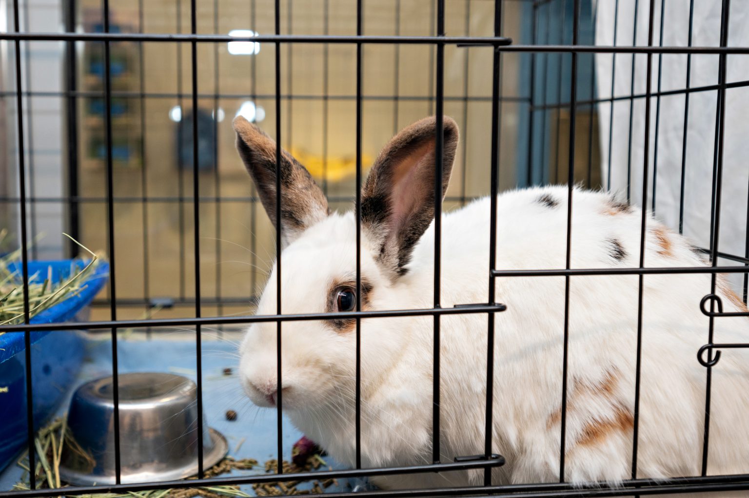 Queens Welcomes First-Ever Full-Service Animal Shelter - Queens Ledger