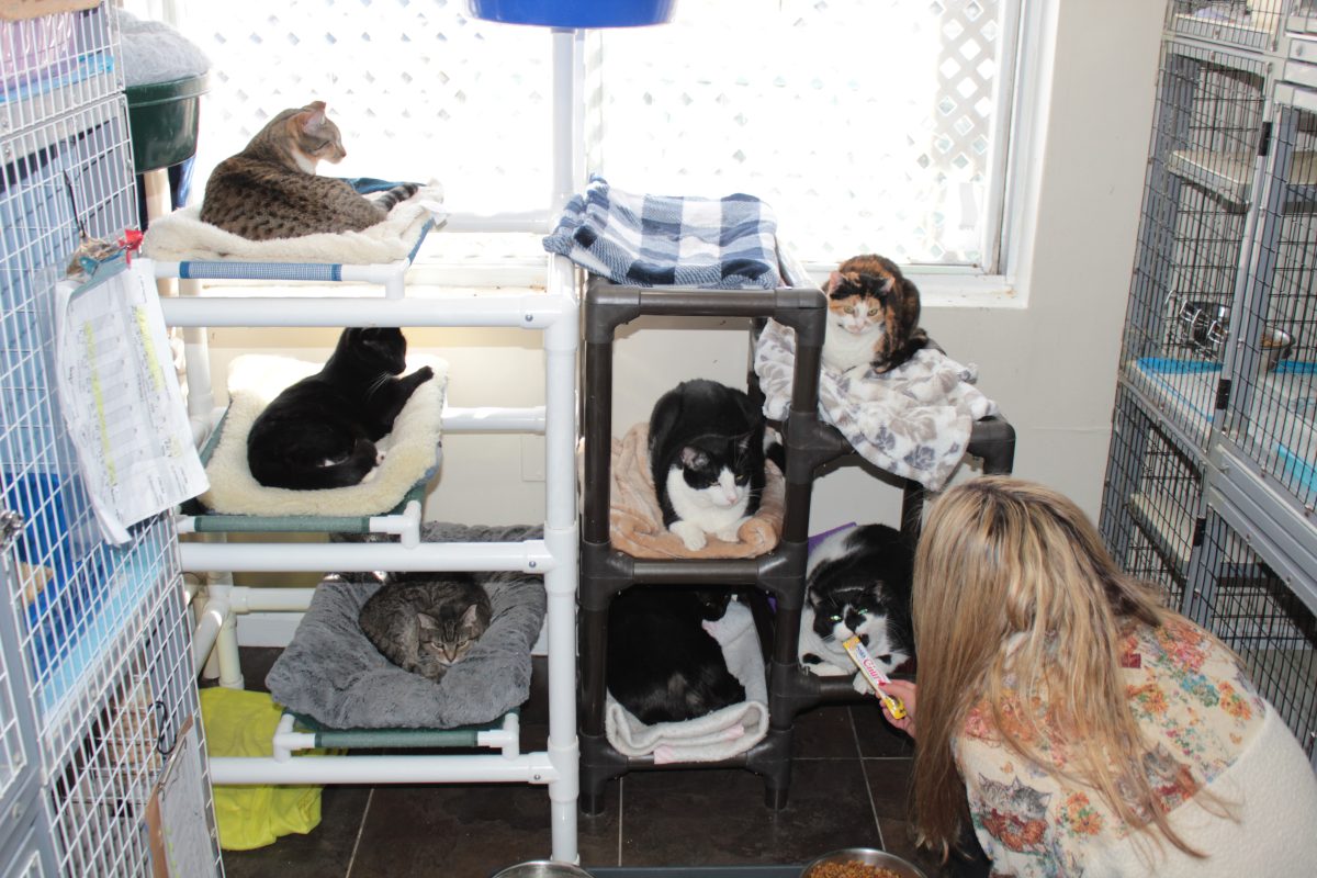 Puppy Kitty NYC: A Lifeline for Stray Cats Across New York City ...