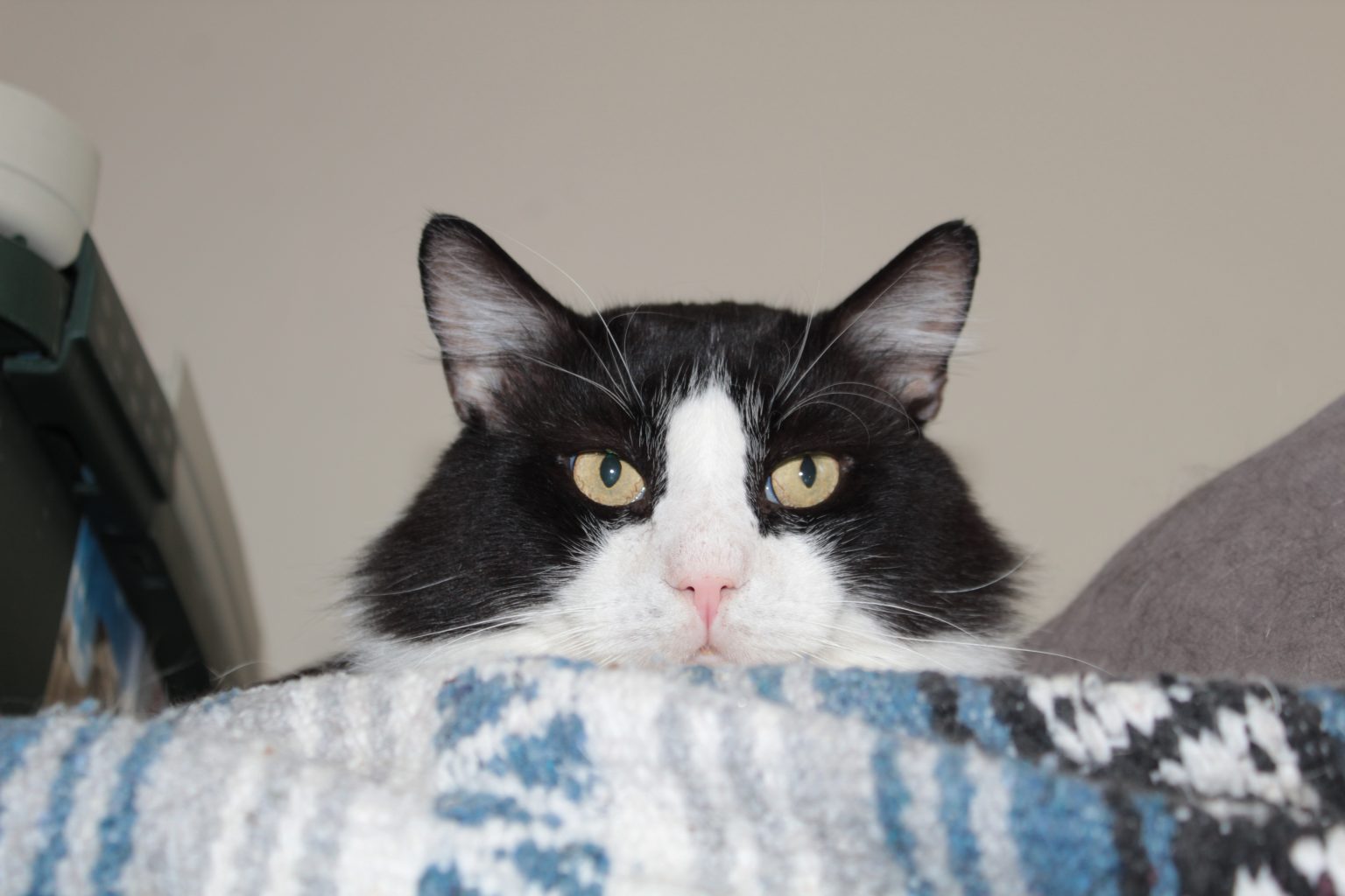 Puppy Kitty NYC: A Lifeline for Stray Cats Across New York City ...