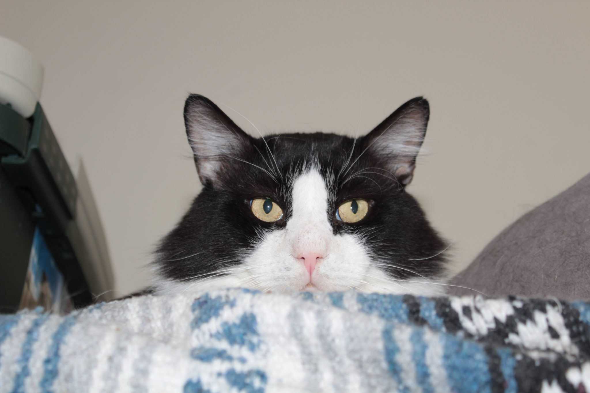 Puppy Kitty NYC: A Lifeline for Stray Cats Across New York City ...