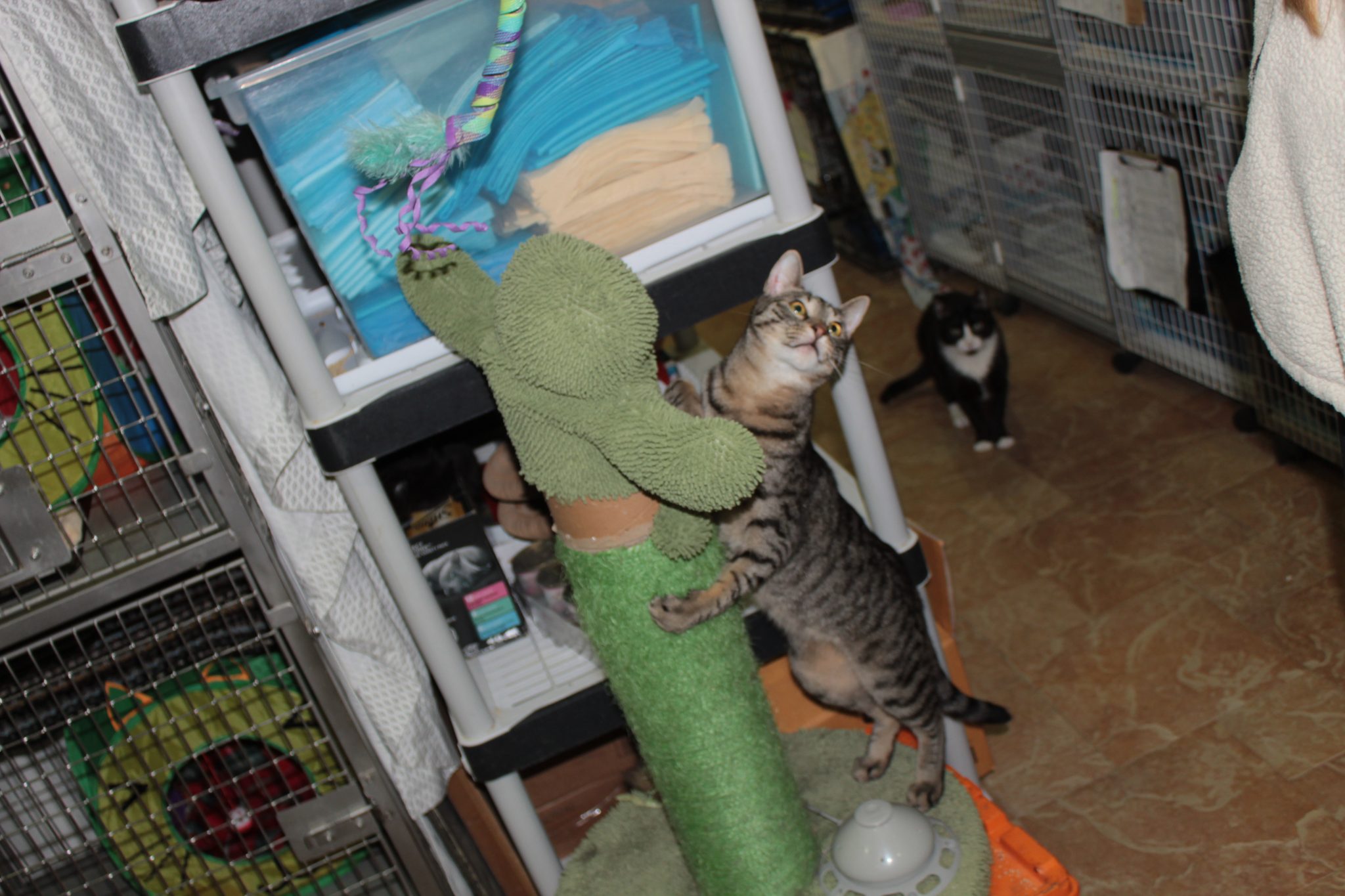 Puppy Kitty NYC: A Lifeline for Stray Cats Across New York City ...