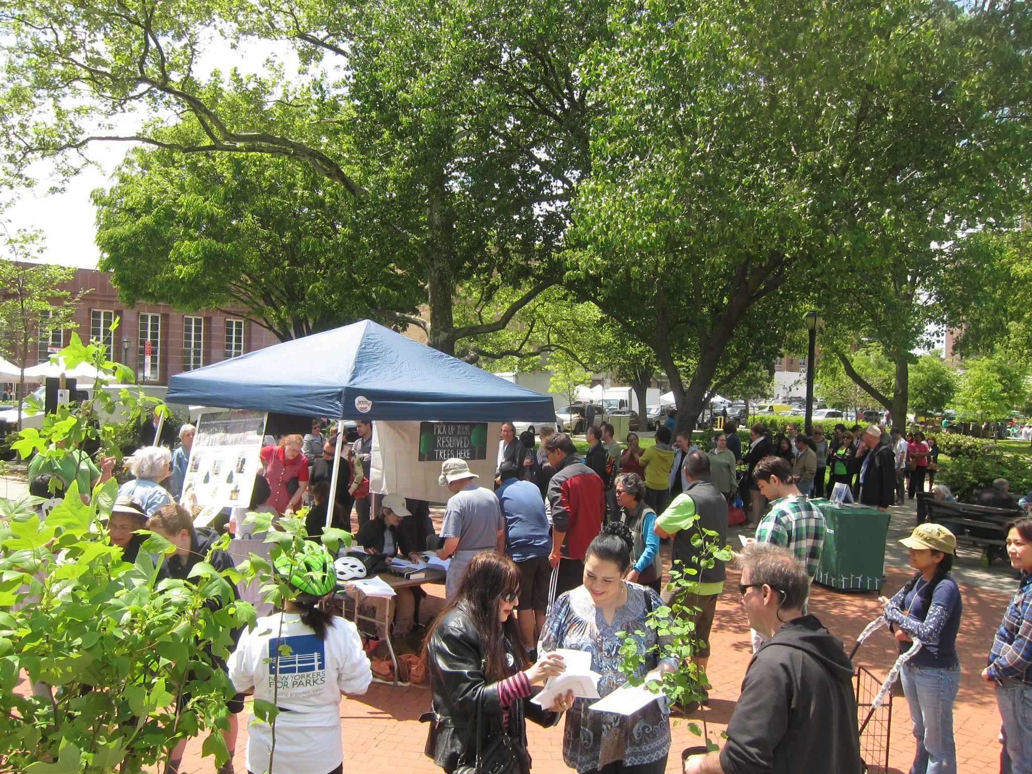 NYRP Launches Free Tree Giveaway Season Parks Department To Expand Tree ...