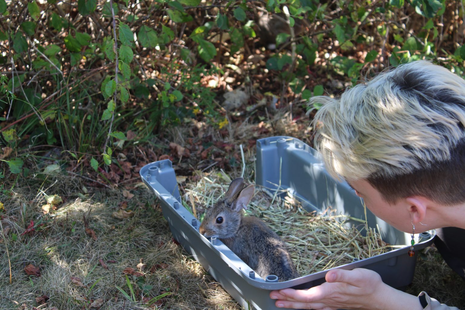 Queens Zoo Aids Effort to Save Endangered Rabbits - Queens Ledger